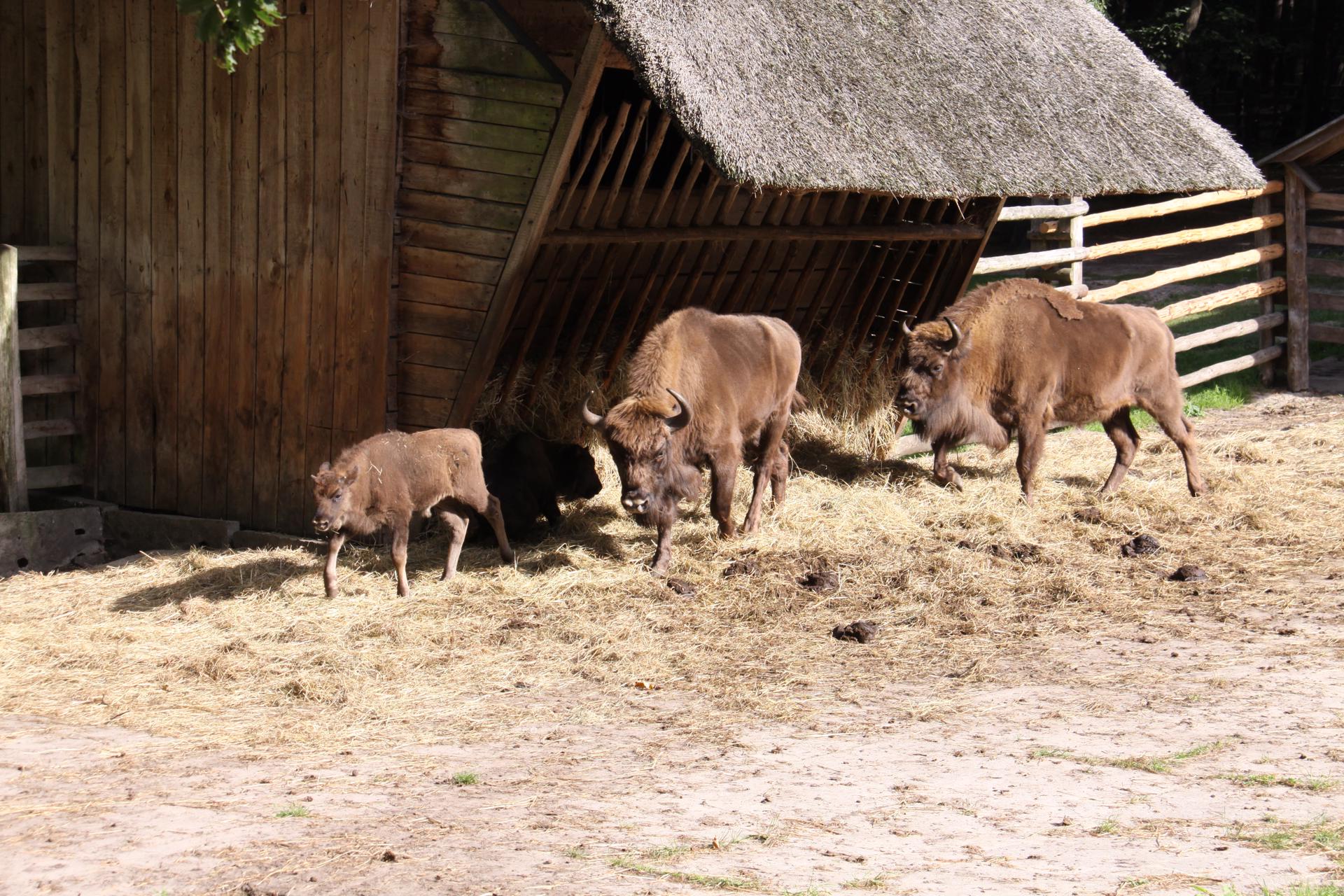 Zagroda pokazowa żubrów w Międzyzdrojach - Discover Pomerania